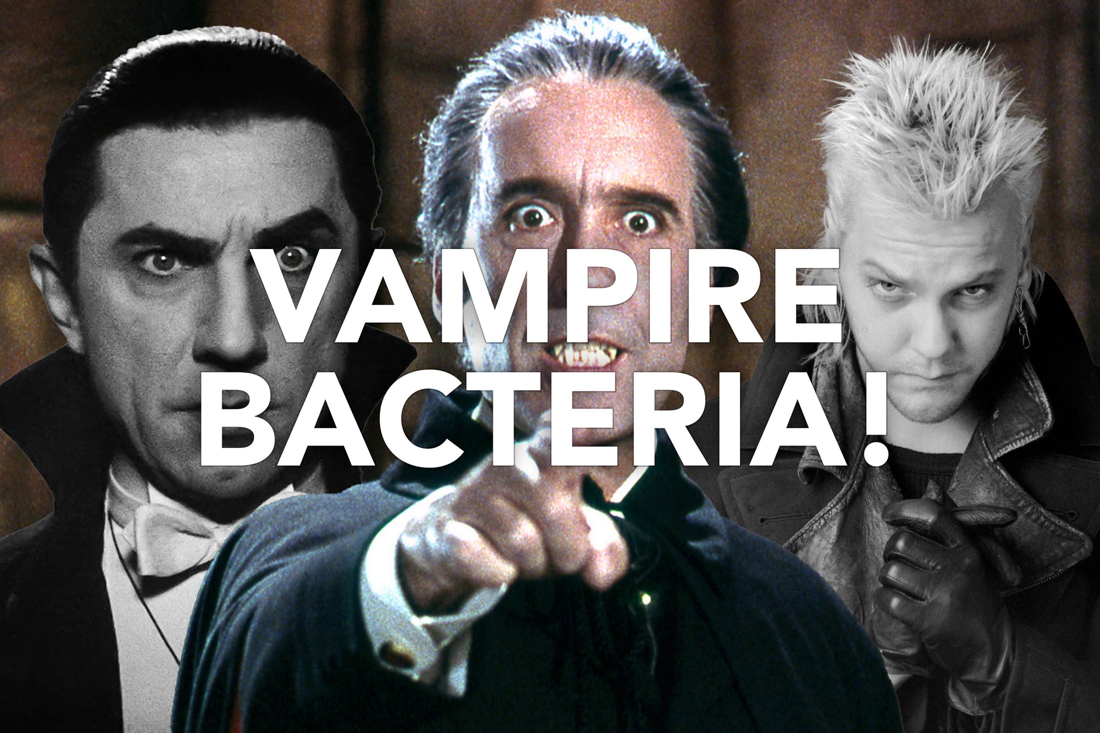 Vampire Bacteria! – Ask Joe DiMatteo
